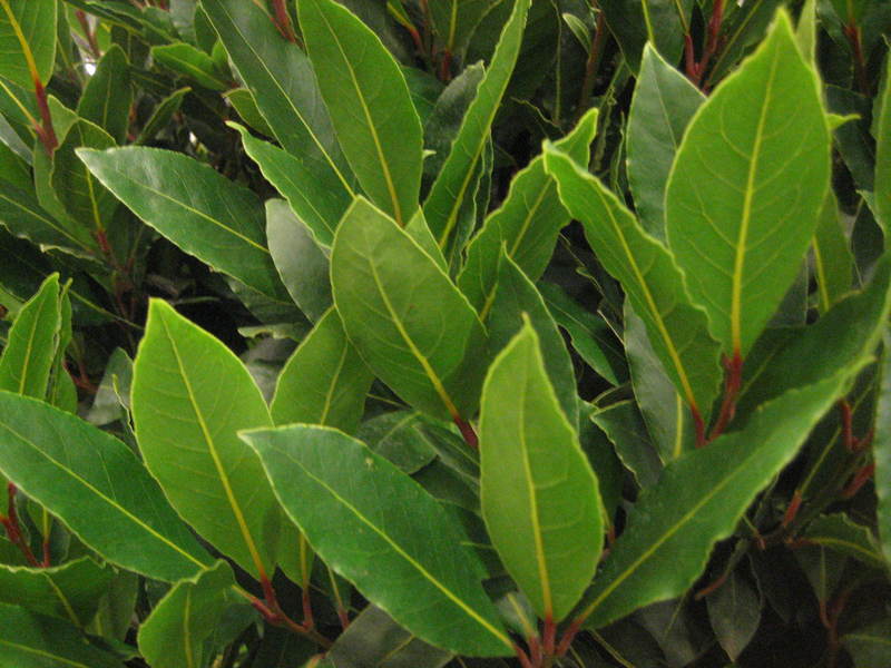 Souhaitez-vous acheter un laurier ? Vous trouverez les plus beaux ...