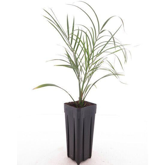 Phoenix roebelenii - pot 1,4 ltr - MyPalmShop