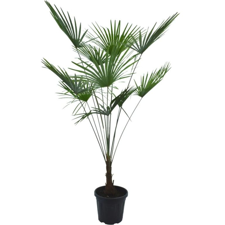Trachycarpus sp. Nova - pot Ø 26 cm - MyPalmShop