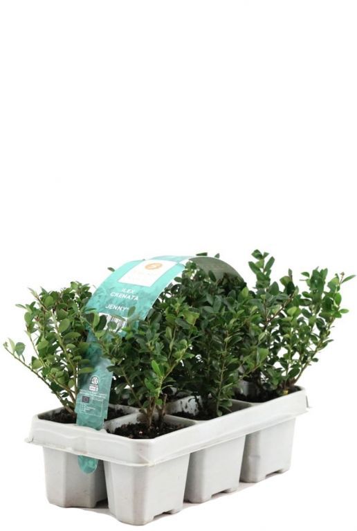 Ilex crenata – Alternative idéale au buis | MyPalmShop - MyPalmShop
