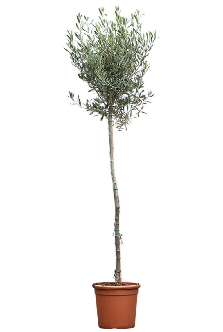 Olea europaea 170 cm - MyPalmShop